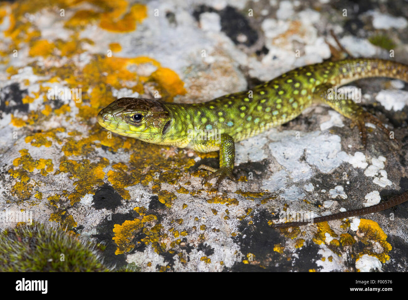 European ocellated eyed lizard timon hi-res stock photography and ...