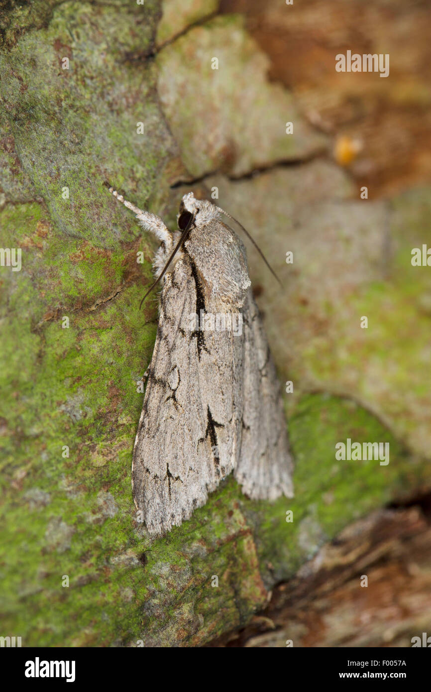 Grey dagger, Grey dagger moth (Acronicta psi), on bark, Germany Stock ...