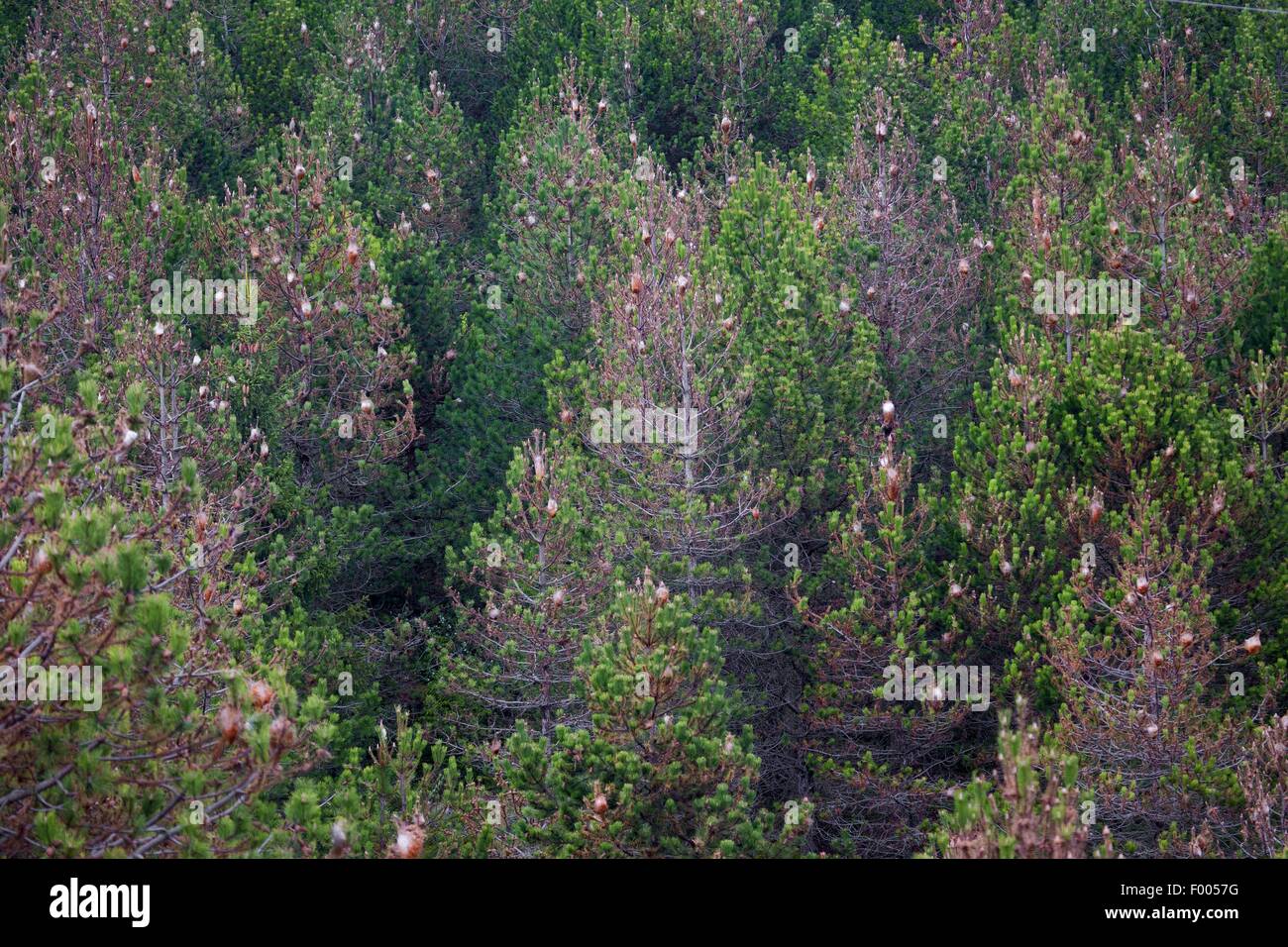 Pine processionary moth, Pine processionary (Thaumetopoea pityocampa ...