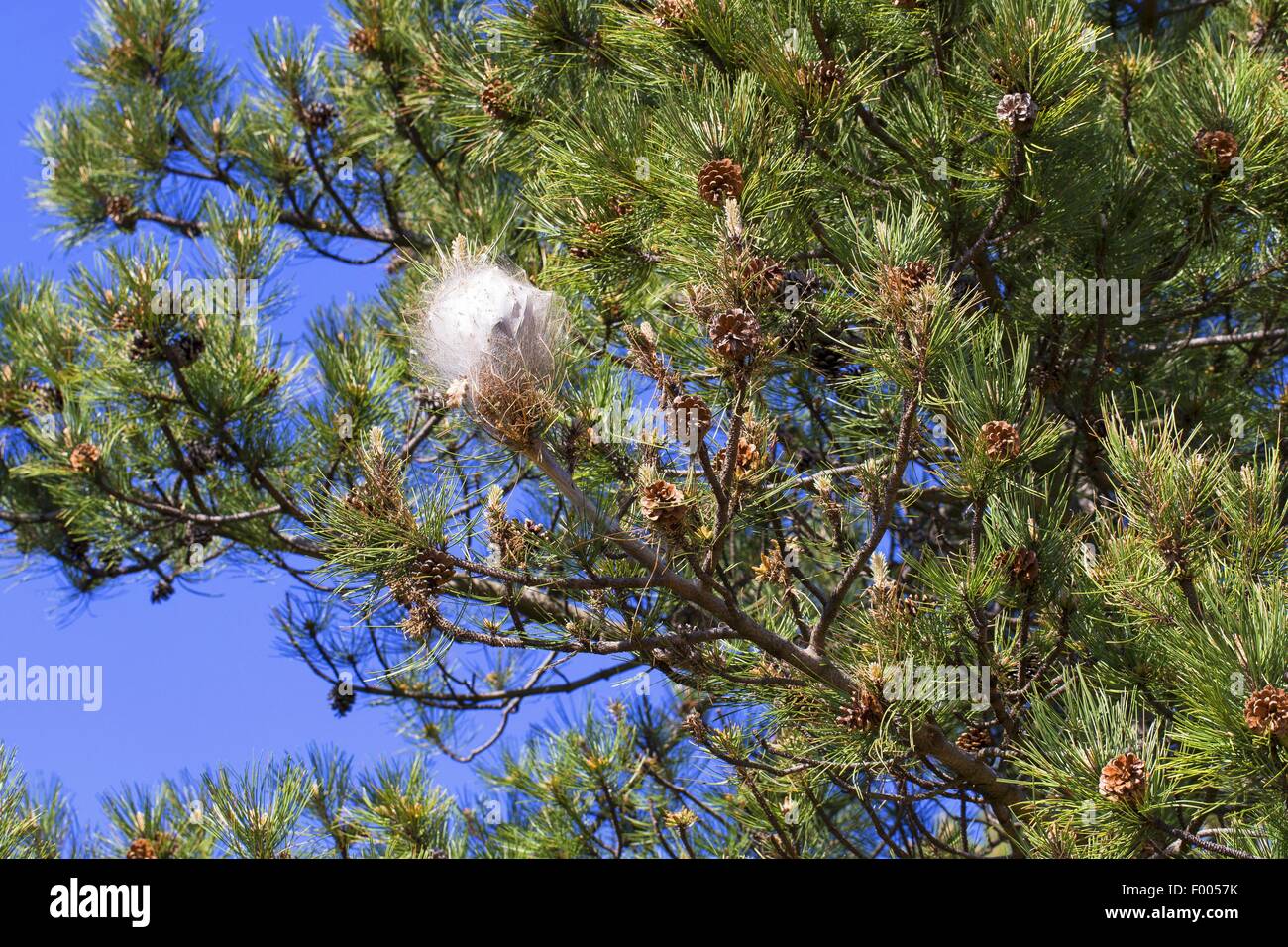 Pine processionary moth, Pine processionary (Thaumetopoea pityocampa ...