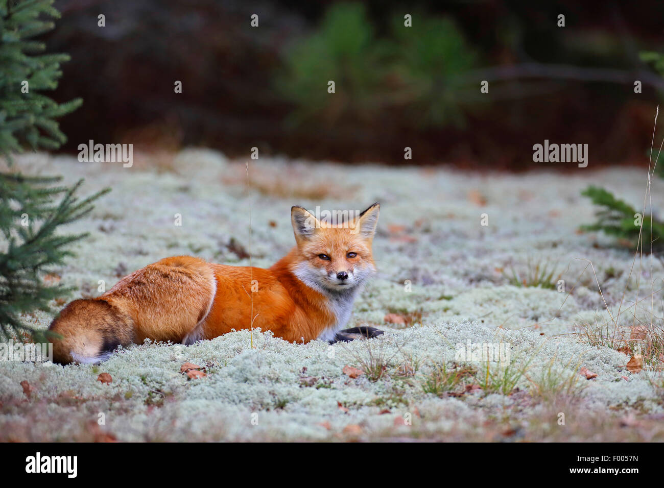red fox (Vulpes vulpes), lies at forest edge, Canada, Ontario ...