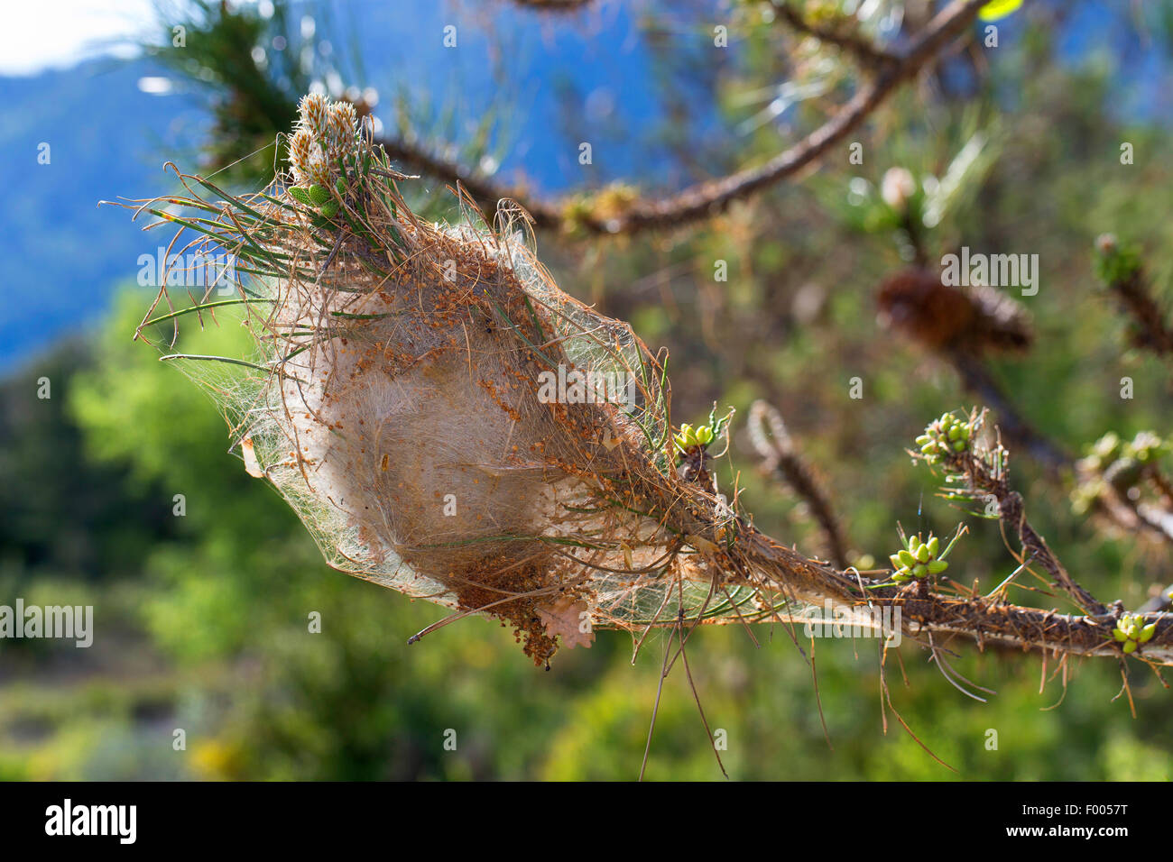 Pine processionary moth, Pine processionary (Thaumetopoea pityocampa ...