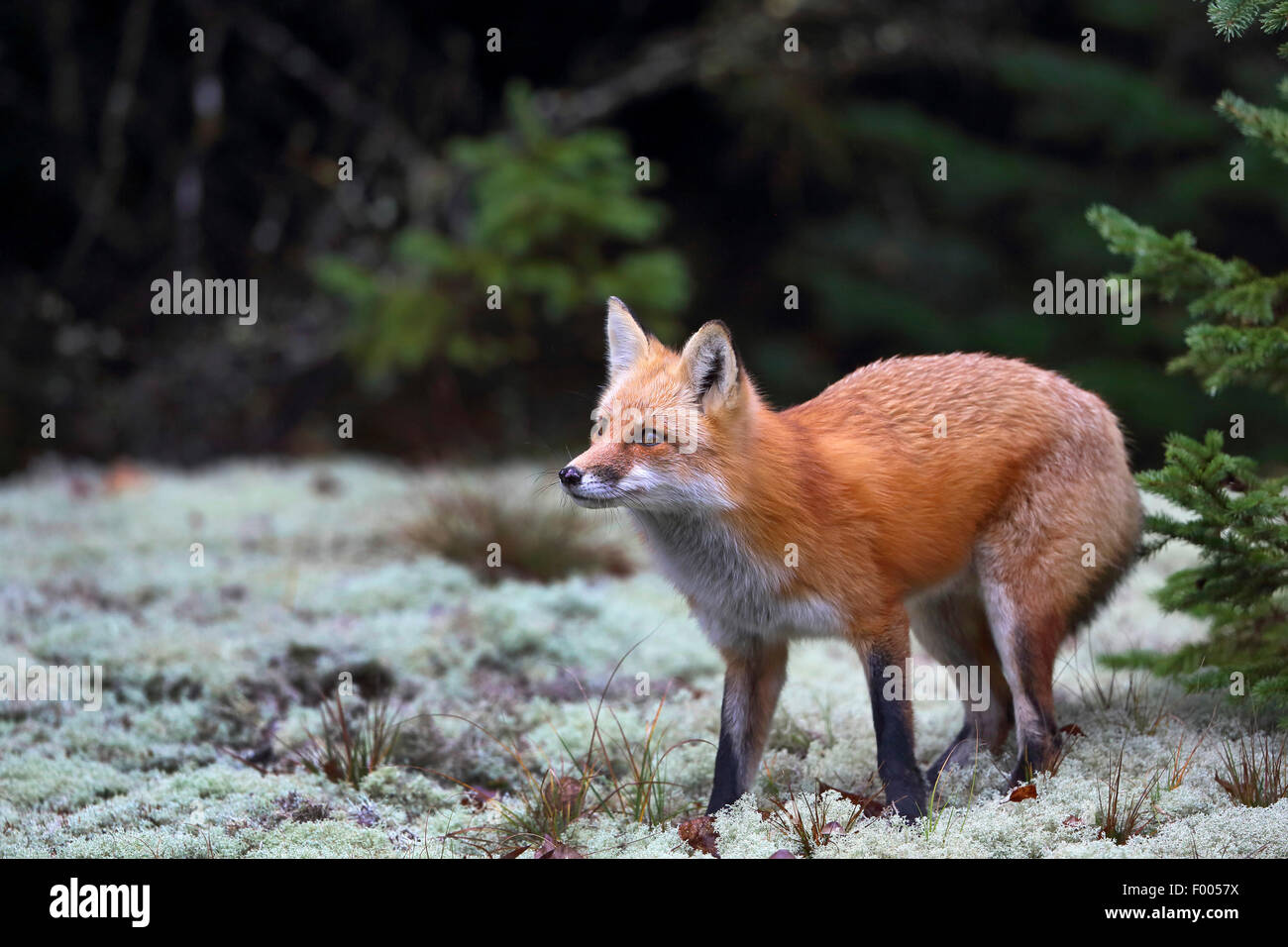 Red fox ontario canada hi-res stock photography and images - Alamy