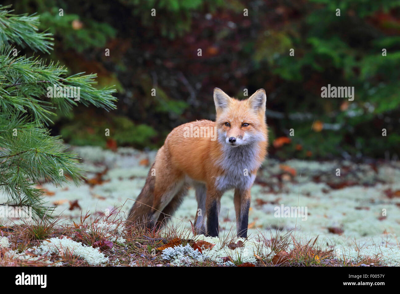 red fox (Vulpes vulpes), stands at forest edge, Canada, Ontario ...