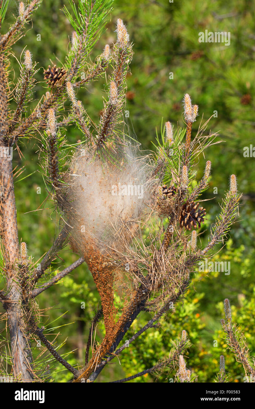 Pine processionary moth, Pine processionary (Thaumetopoea pityocampa ...