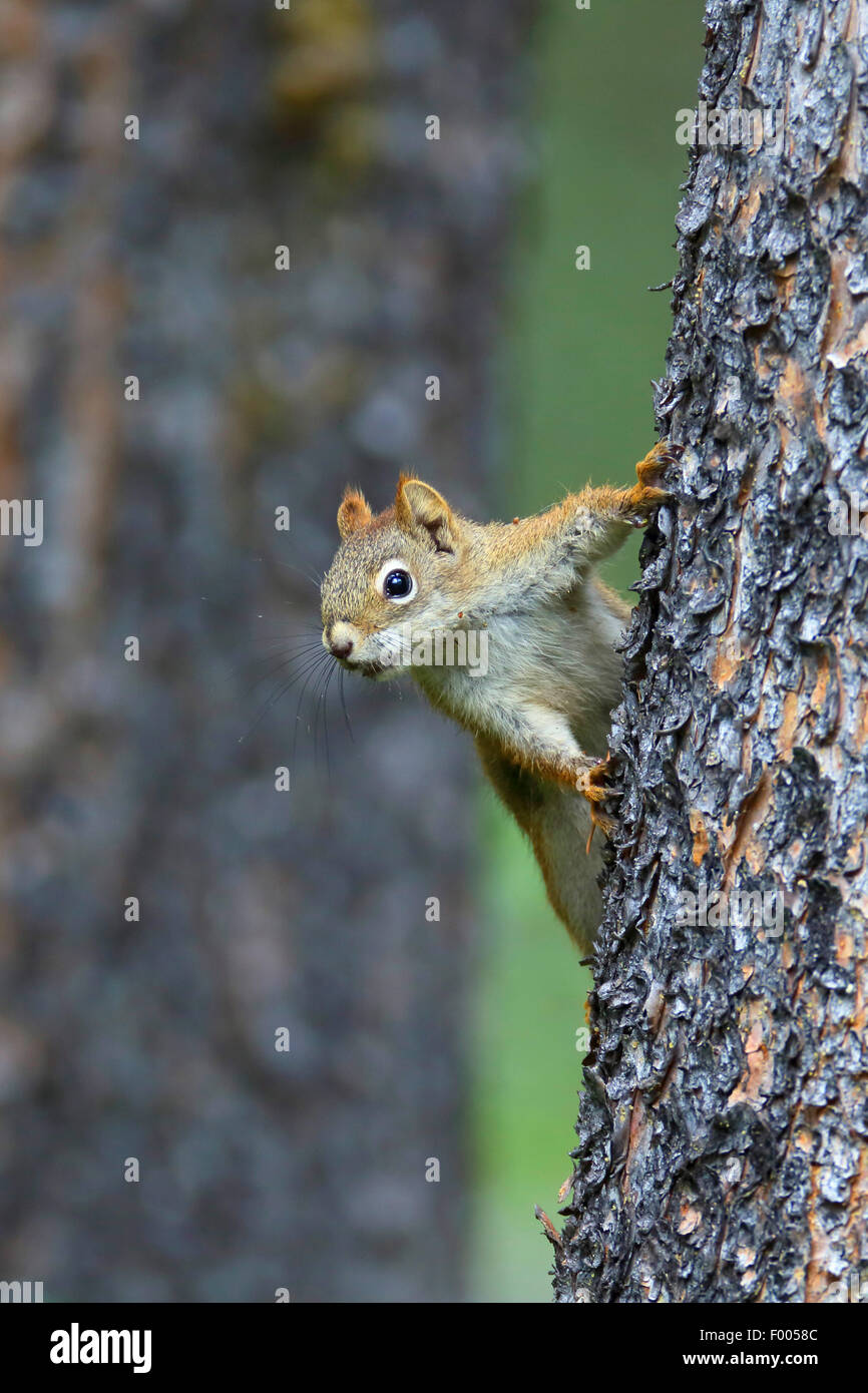 Squirrels red tree hi-res stock photography and images - Alamy