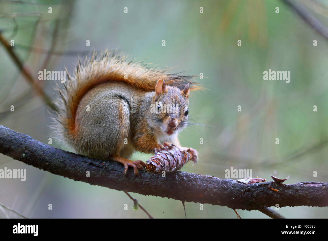 eastern red squirrel, red squirrel (Tamiasciurus hudsonicus), sits in a tree and eats a cone ...