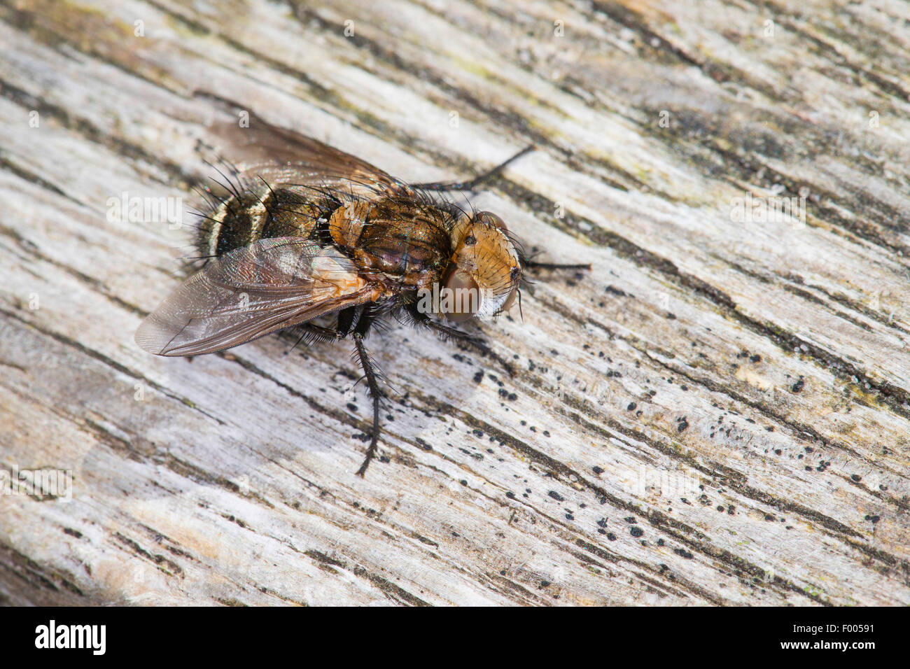 Tachina fly (Gonia picea), male Stock Photo - Alamy