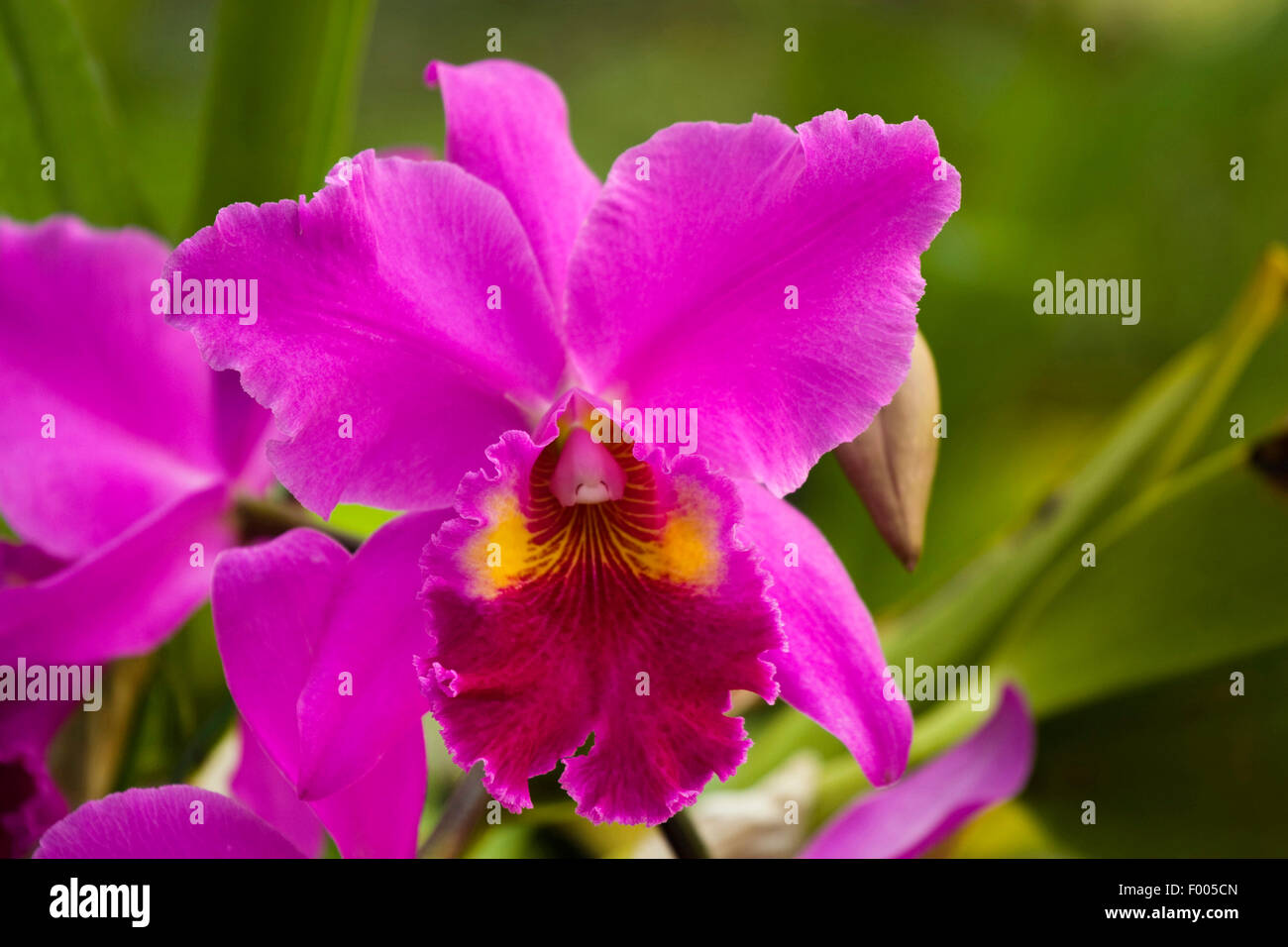 Rhyncholaeliocattleya (Rhyncholaeliocattleya Emily Shupe), flower Stock ...