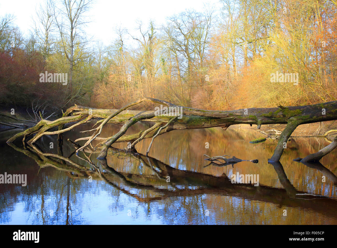 fallen tree in river flood plain in winter, Germany, Baden-Wuerttemberg ...