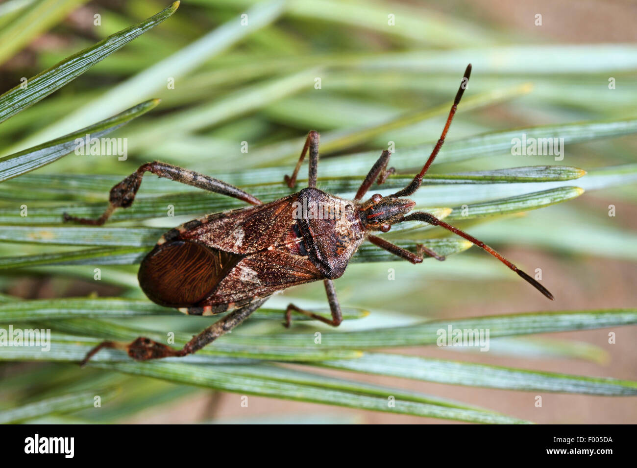 Western conifer seed bug (Leptoglossus occidentalis), on spears ...