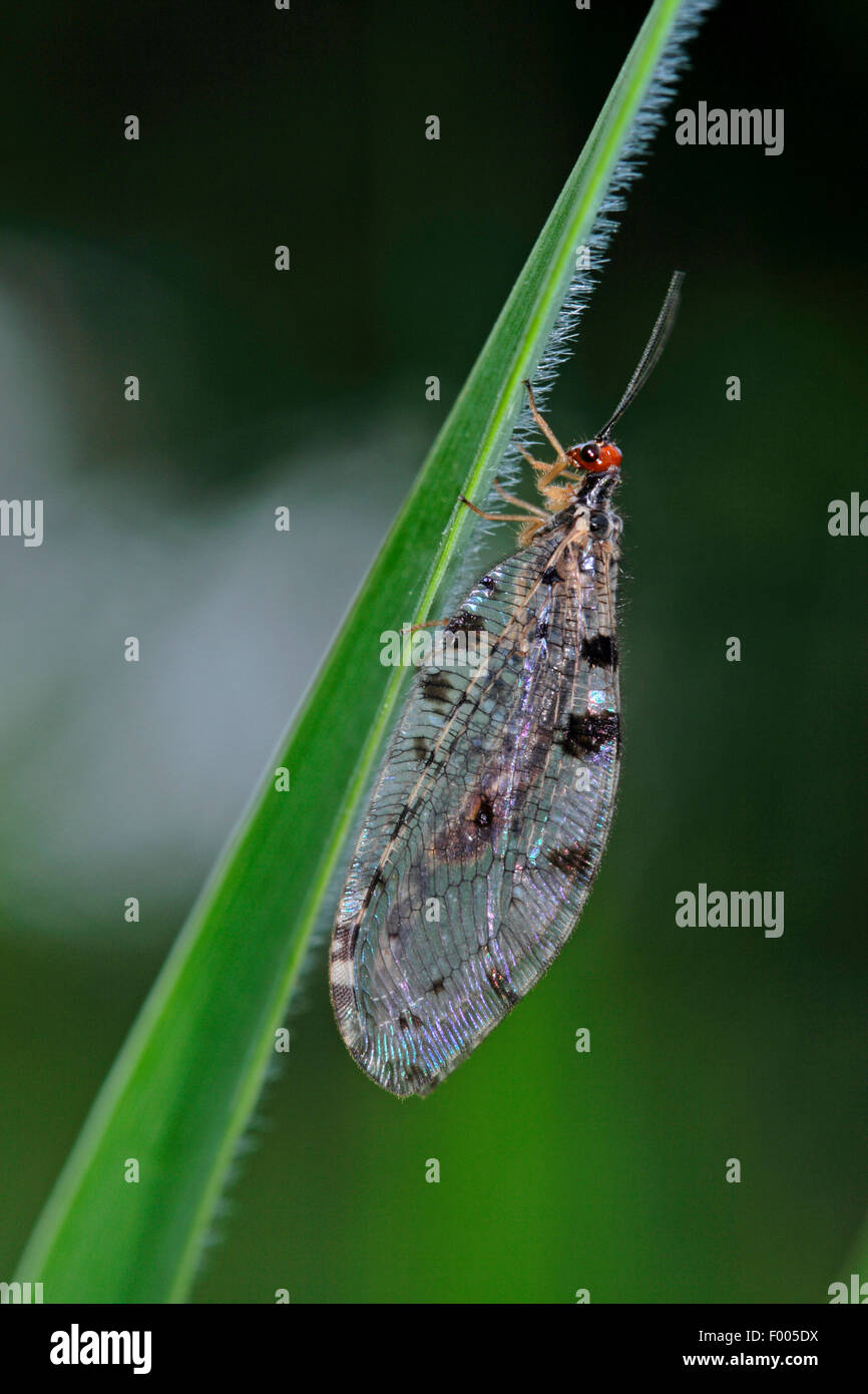 Osmylid fly, Giant lacewing stream (Osmylus fulvicephalus, Osmylus ...
