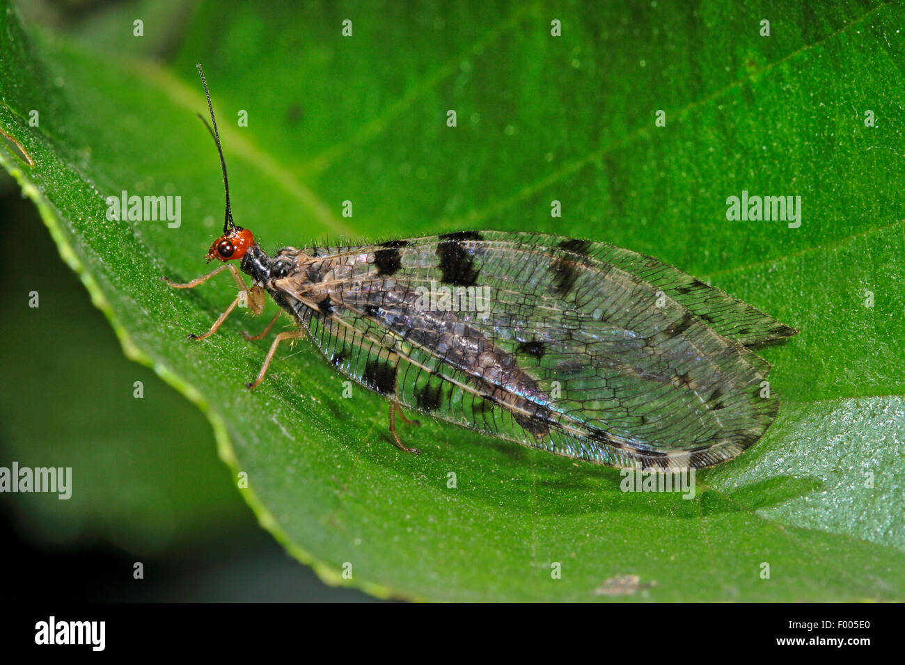 Osmylid fly, Giant lacewing stream (Osmylus fulvicephalus, Osmylus ...