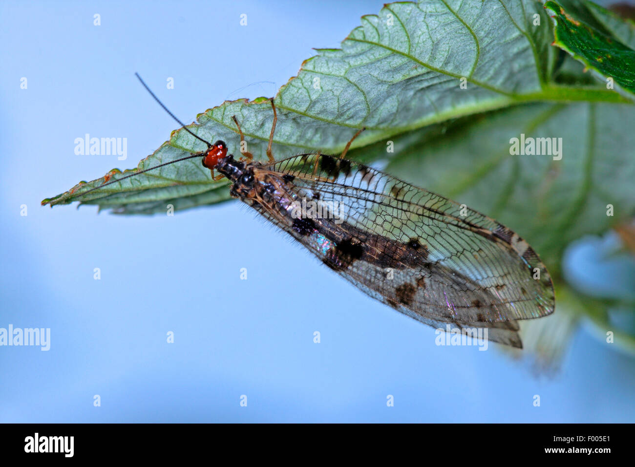 Osmylid fly, Giant lacewing stream (Osmylus fulvicephalus, Osmylus ...