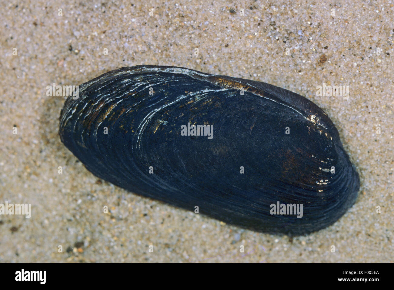 River Mussels Freshwater Wildlife High Resolution Stock Photography and ...