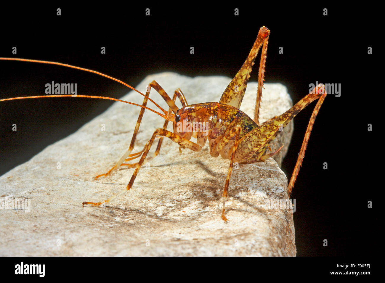 Cave cricket hi-res stock photography and images - Alamy