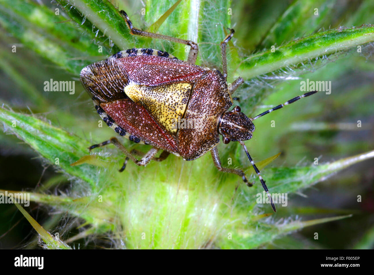 sloe bug, sloebug (Dolycoris baccarum), on a plant, Germany Stock Photo ...