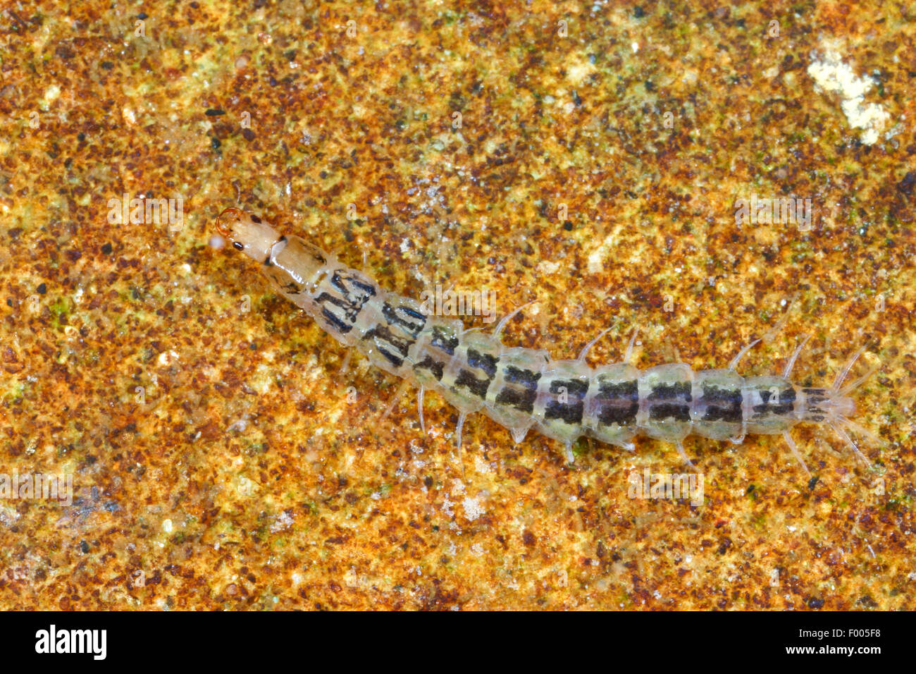 Hairy whirligig, Hairy whirligig beetle (Orectochilus villosus), larva ...