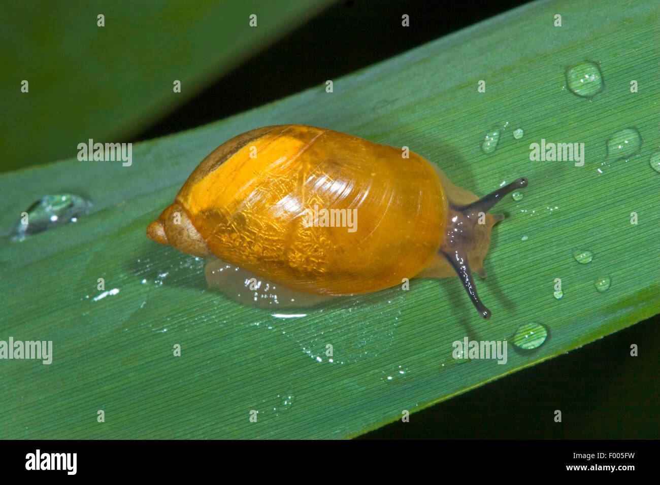 Large amber snail hi-res stock photography and images - Alamy