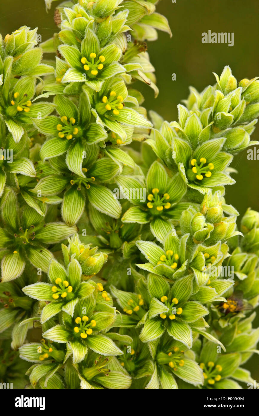 false helleborine, white hellebore (Veratrum album), inflorescence ...