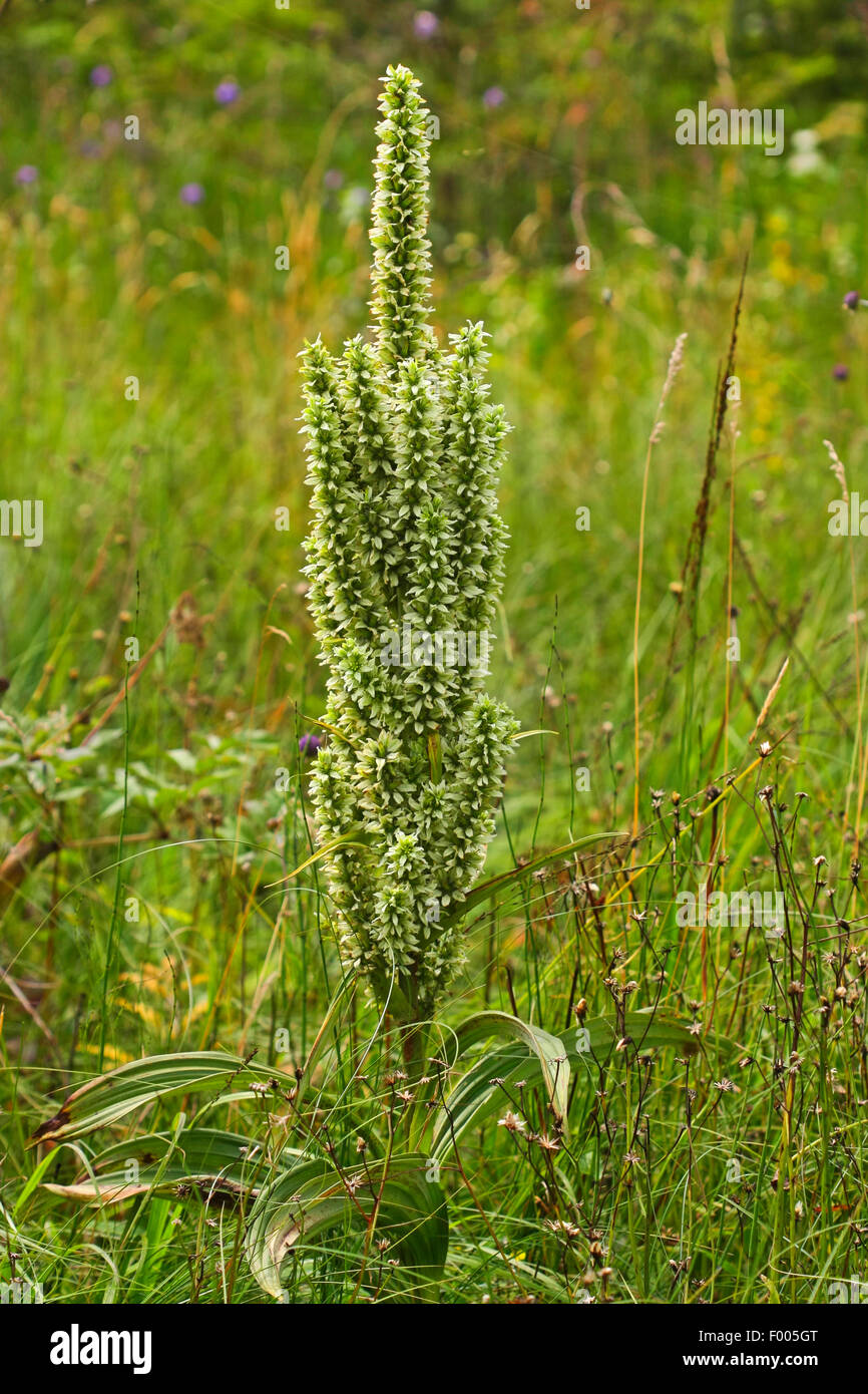 false helleborine, white hellebore (Veratrum album), inflorescence Stock Photo - Alamy