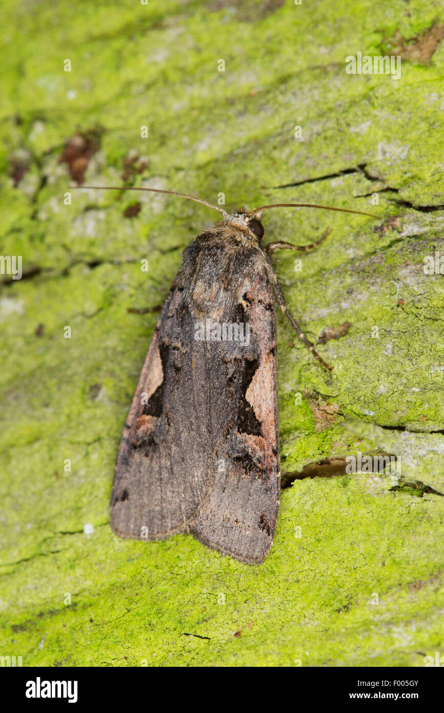 Setaceous Hebrew character (Xestia c-nigrum, Rhyacia c-nigrum, Amathes ...