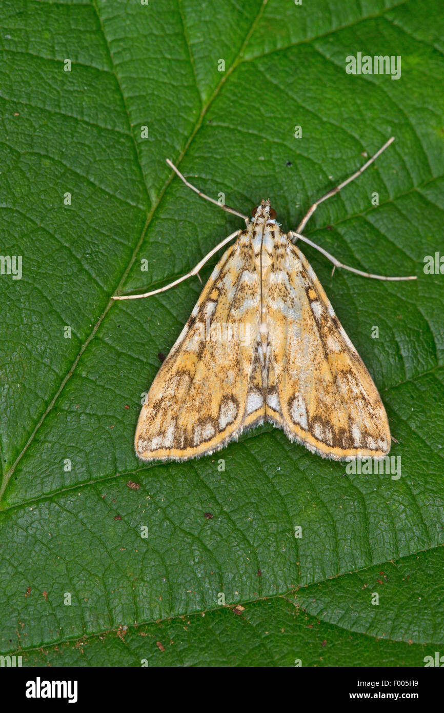 brown China-mark moth, brown China-mark (Nymphula nymphaeata, Elophila ...