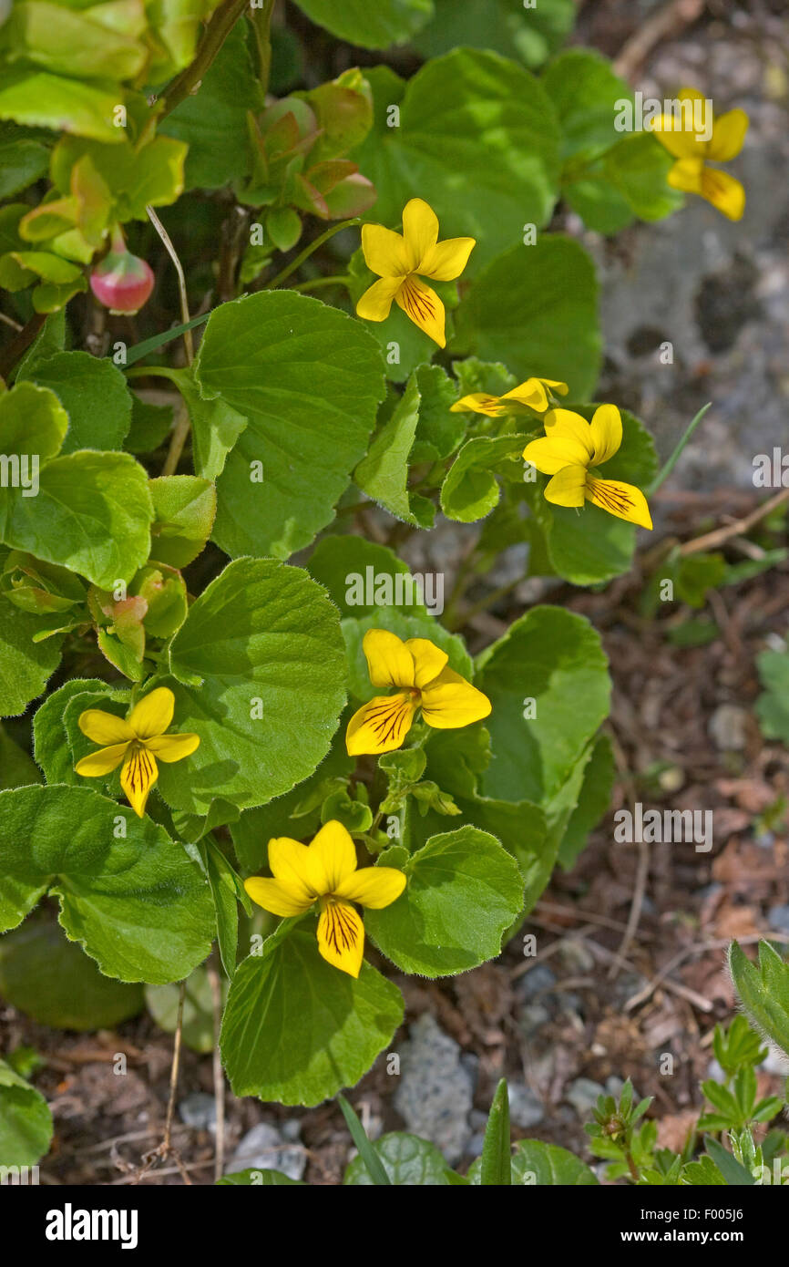Yellow wood violet, Alpine yellow-violet, Twoflower violet (Viola ...