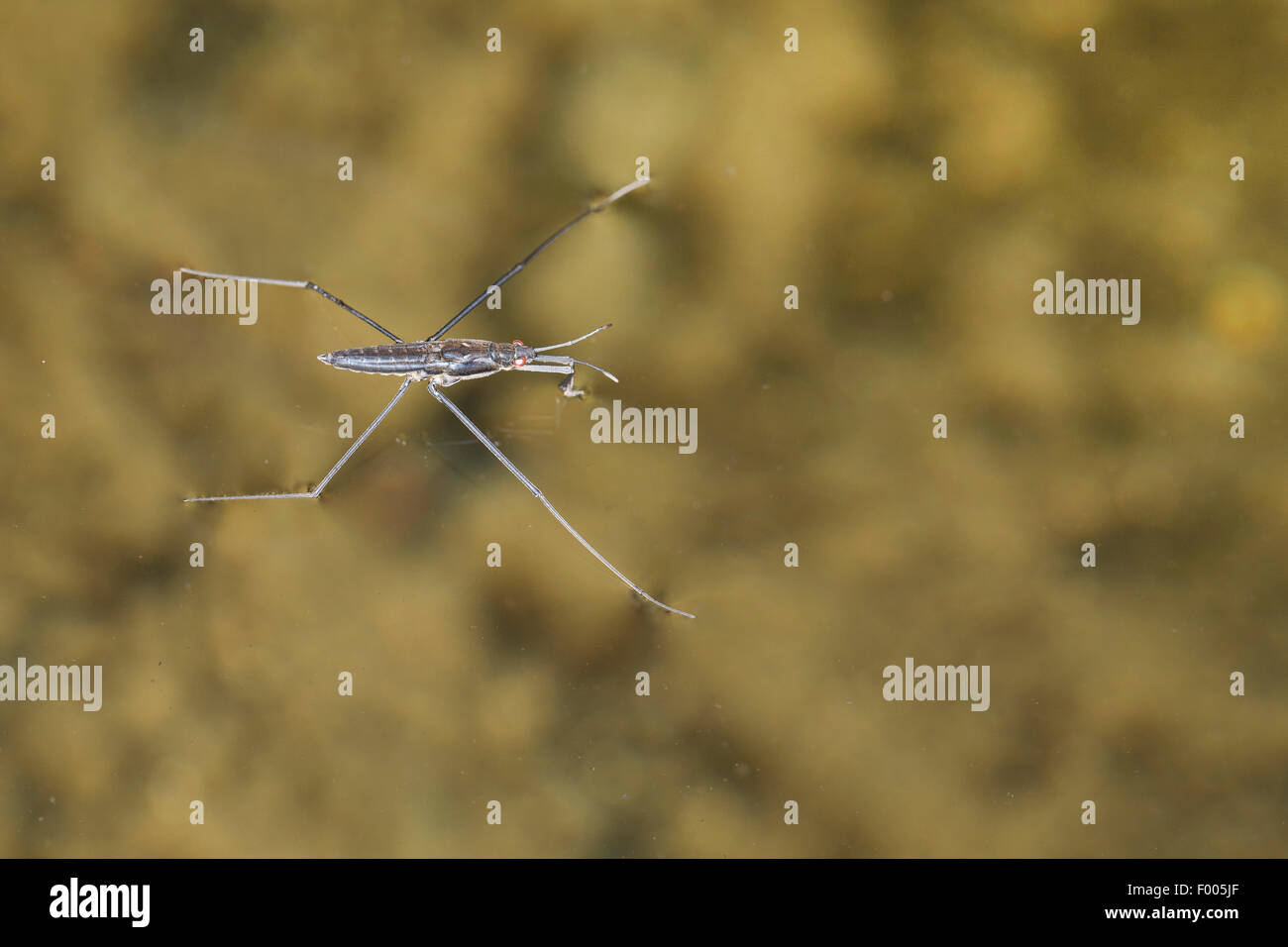 Pond skaters, Water striders, Pond skipper (Gerris spec), on ...