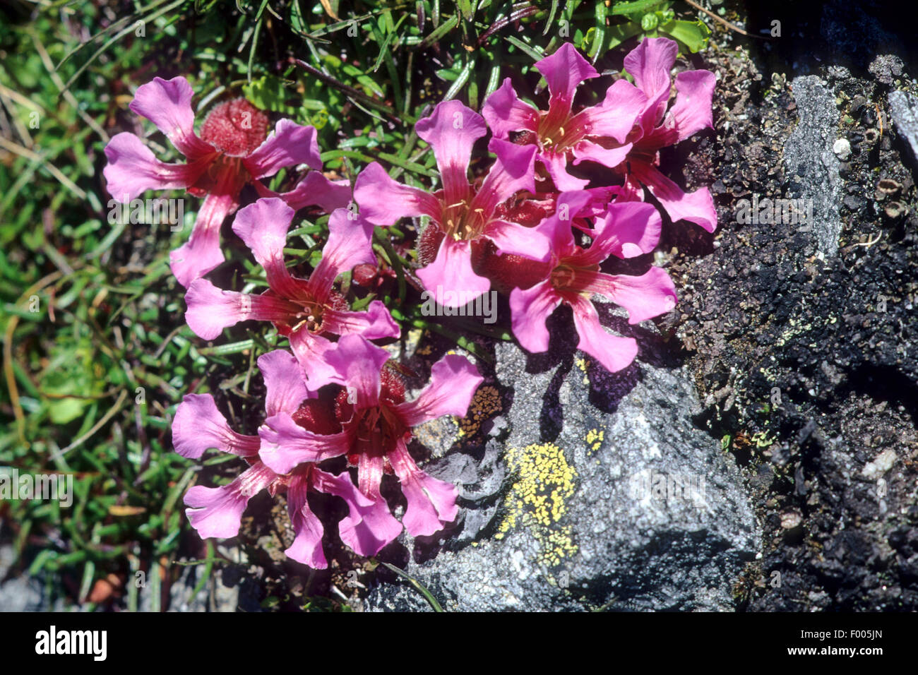 Dwarf Soapwort, pygmy pink (Saponaria pumila, Saponaria pumilio ...