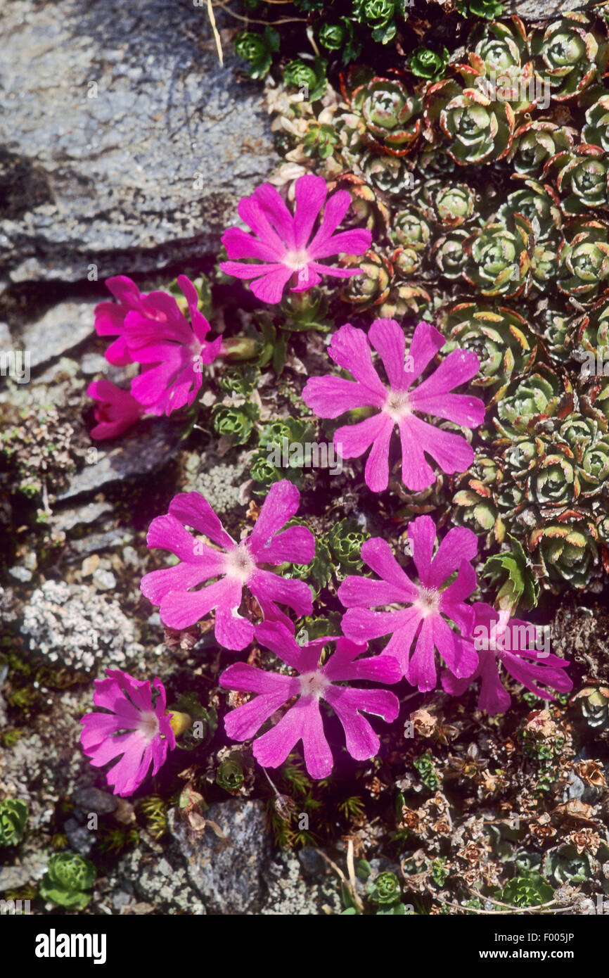 Alpine primrose (Primula minima), blooming, Germany Stock Photo - Alamy