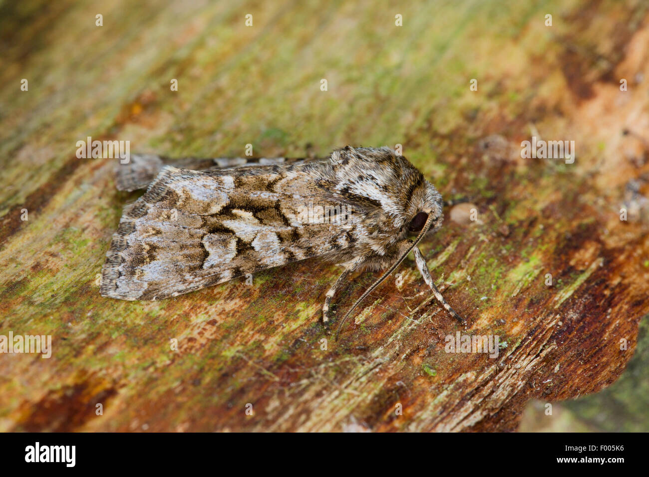 Shear (Hada plebeja, Mamestra dentina, Phalaena nana, Noctua dentina ...