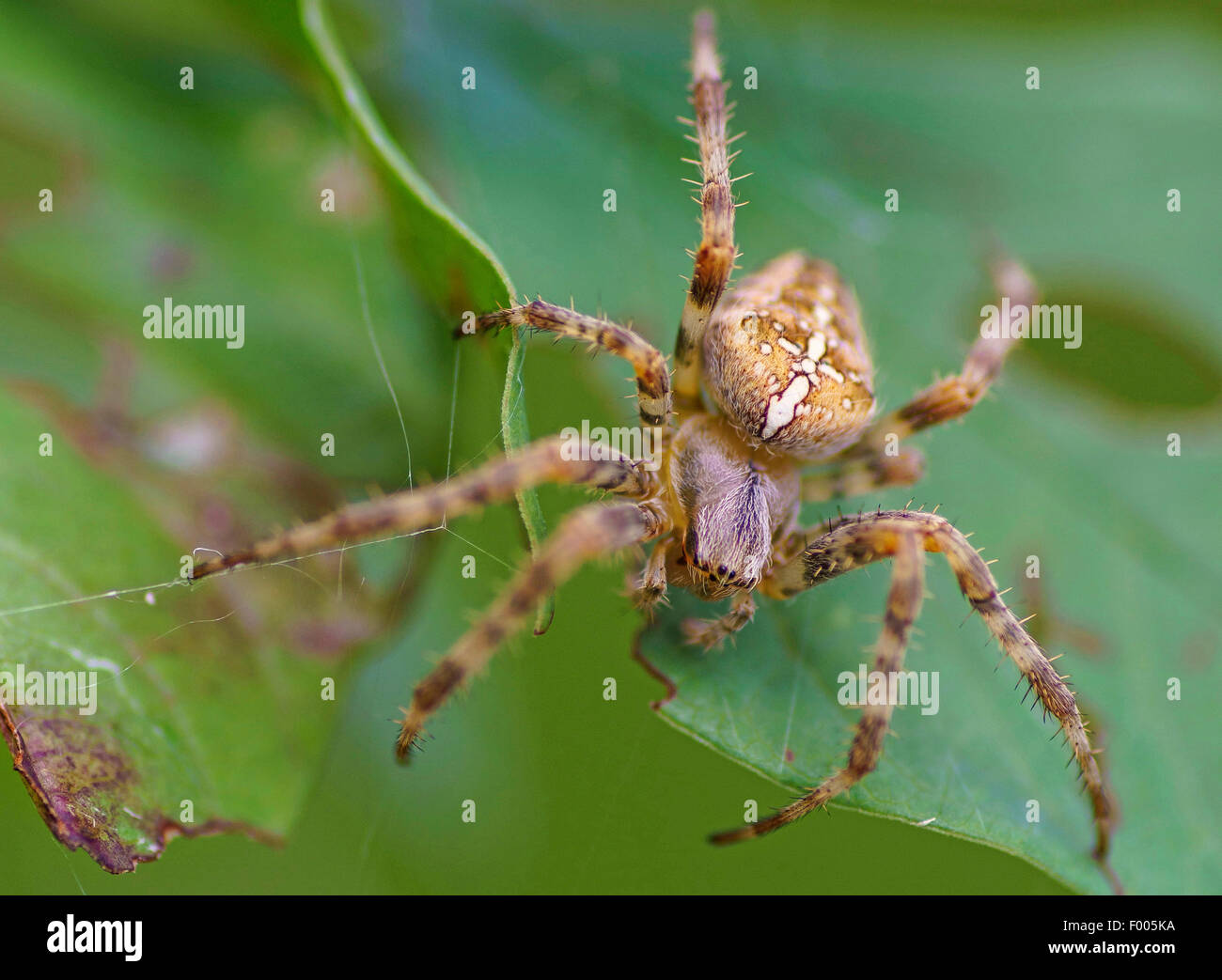 cross orbweaver, European garden spider, cross spider (Araneus ...