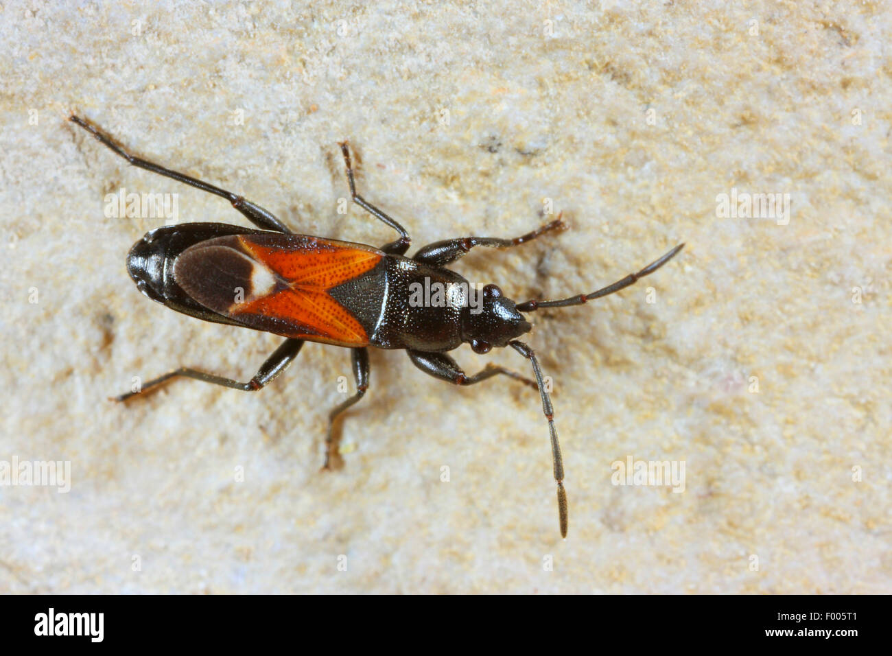 Milkweed bugs, Seed bugs (Pterotmetus staphyliniformis, Pachymerus ...