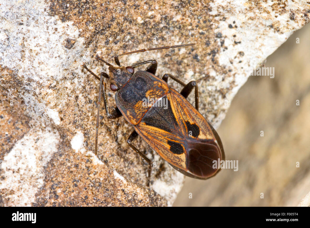 Milkweed bugs, Seed bugs (Rhyparochromus phoeniceus), seed bug on a ...