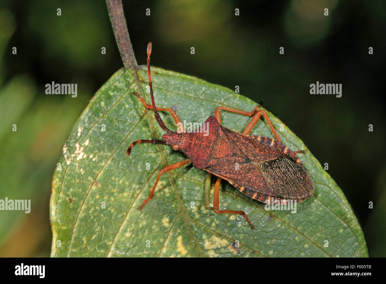 Box Bug (Gonocerus acuteangulatus), sitting on a leaf, Germany Stock ...