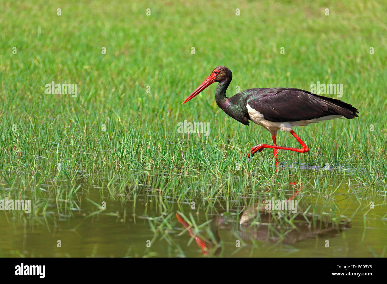 Black swamp birds hi-res stock photography and images - Alamy