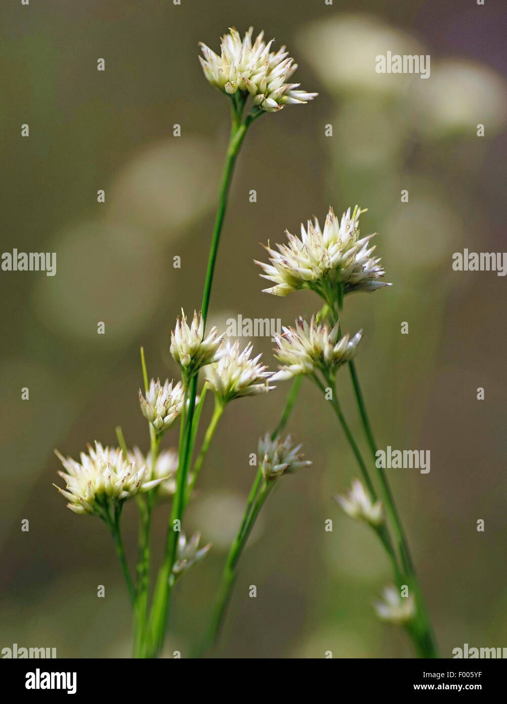 white beak-sedge (Rhynchospora alba), inflorescences, Germany, Bavaria ...