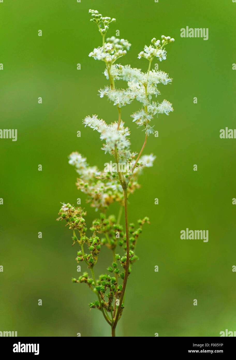 meadowsweet, queen-of-the-meadow (Filipendula ulmaria), inflorescence ...