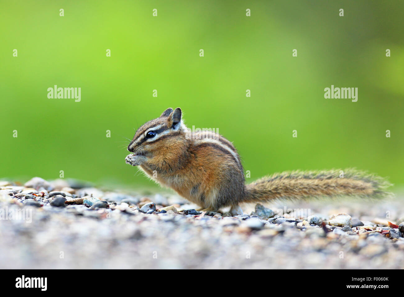 Yellow pine chipmunk tamias amoenus hi-res stock photography and images ...