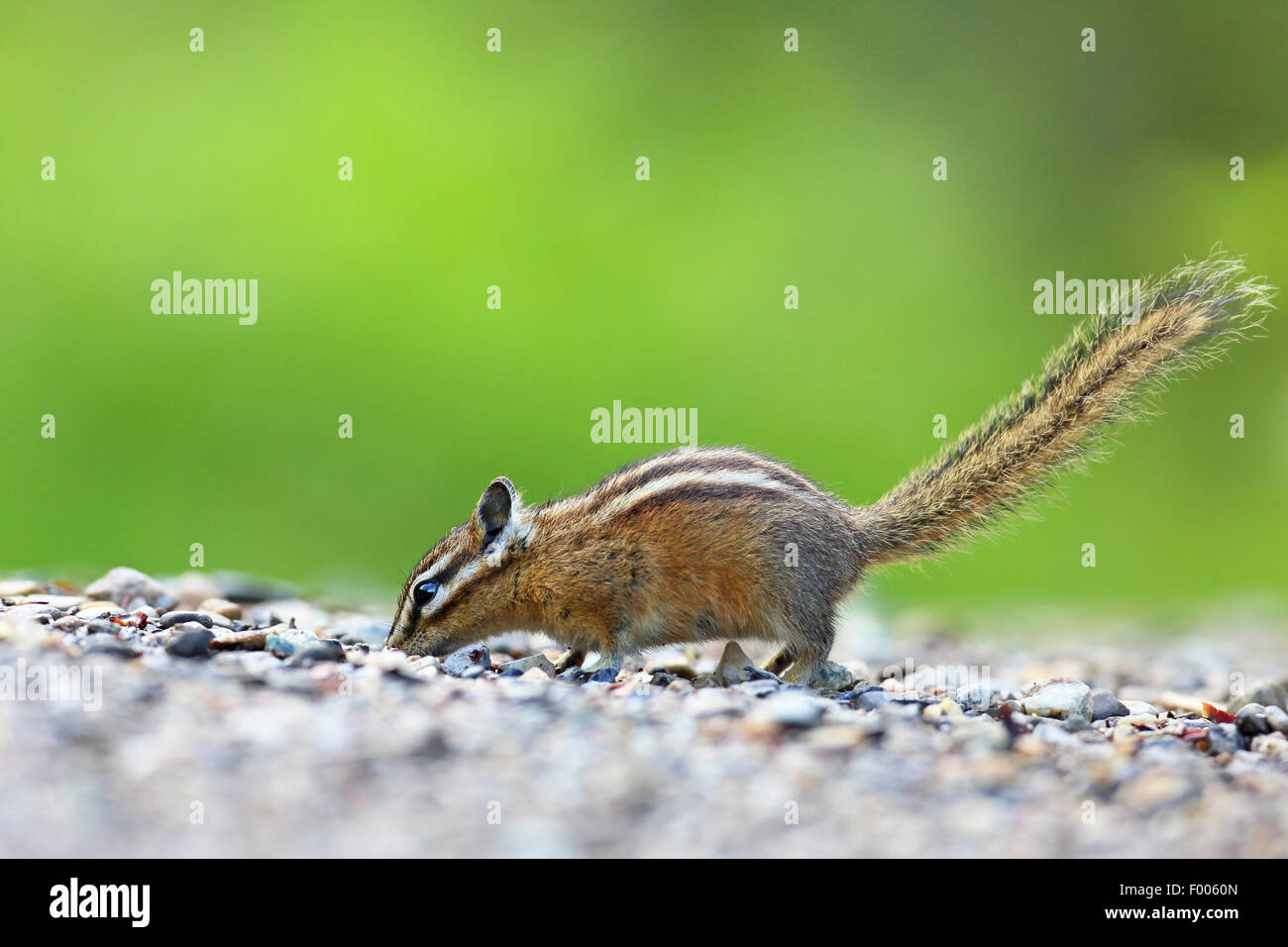 Yellow-pine chipmunk (Neotamias amoenus, Tamias amoenus), sits on the ...