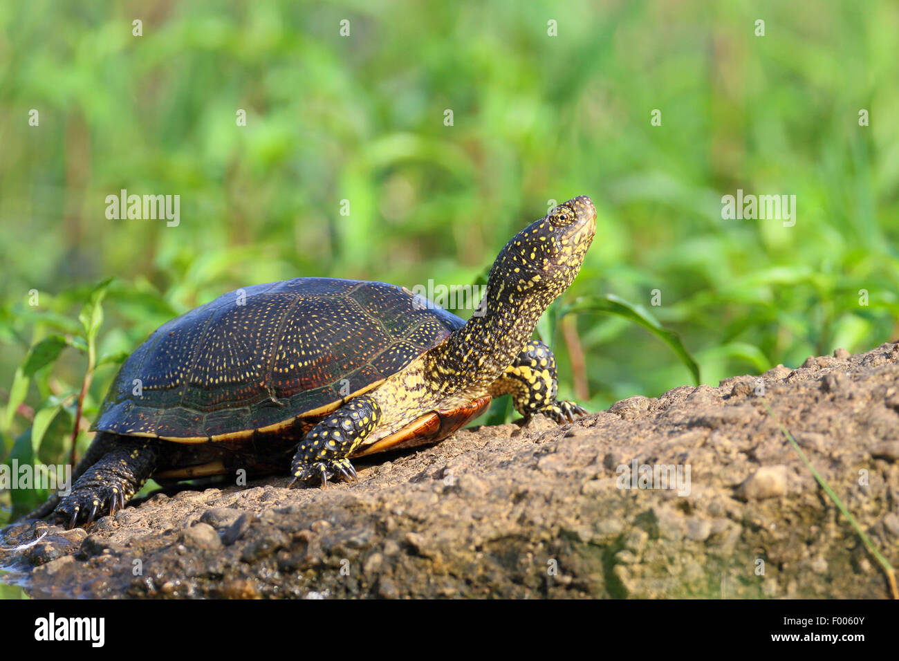 European pond terrapin, European pond turtle, European pond tortoise ...