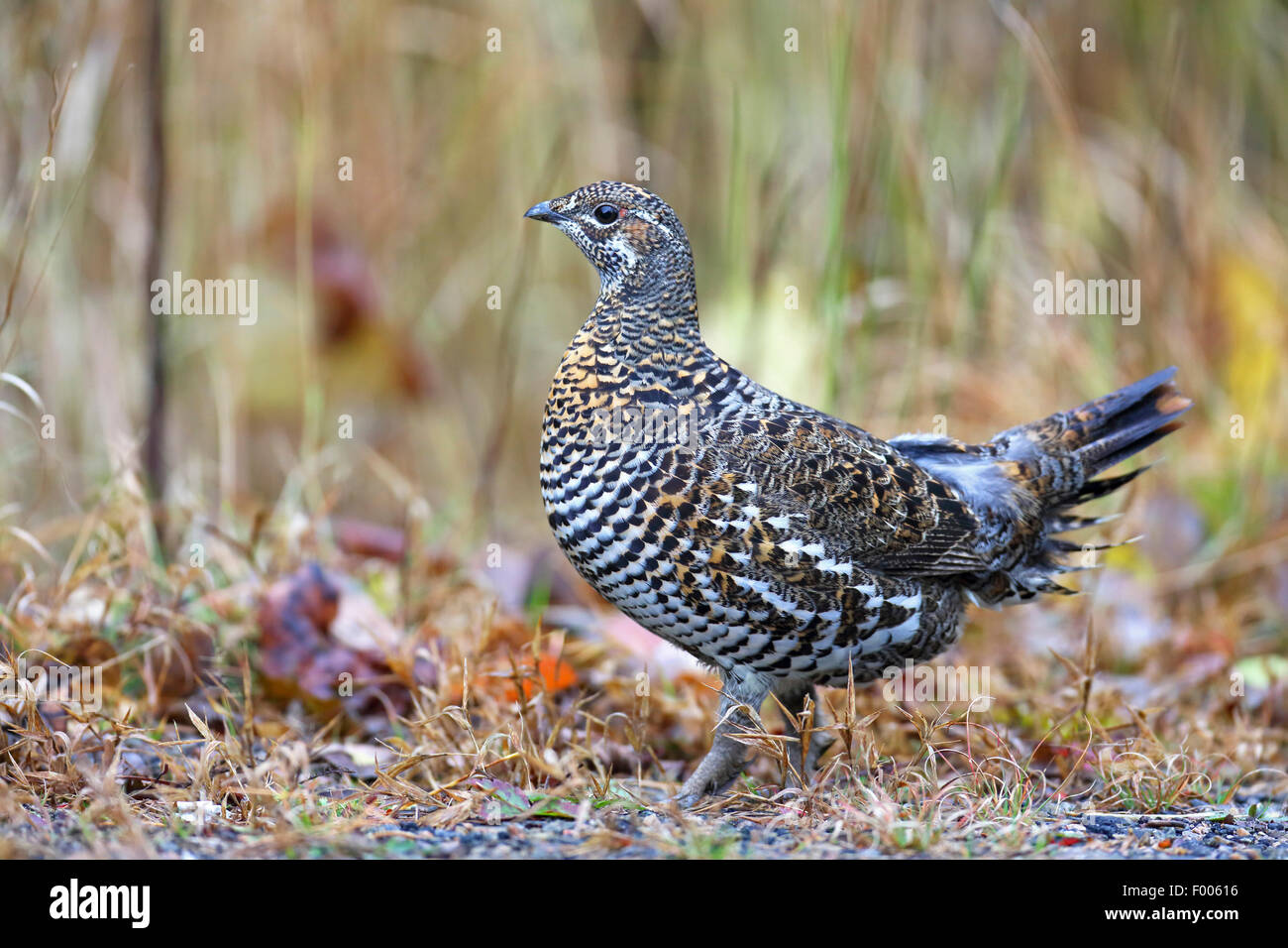 Spruce grouse (Dendragapus canadiensis), stands at the forest edge ...