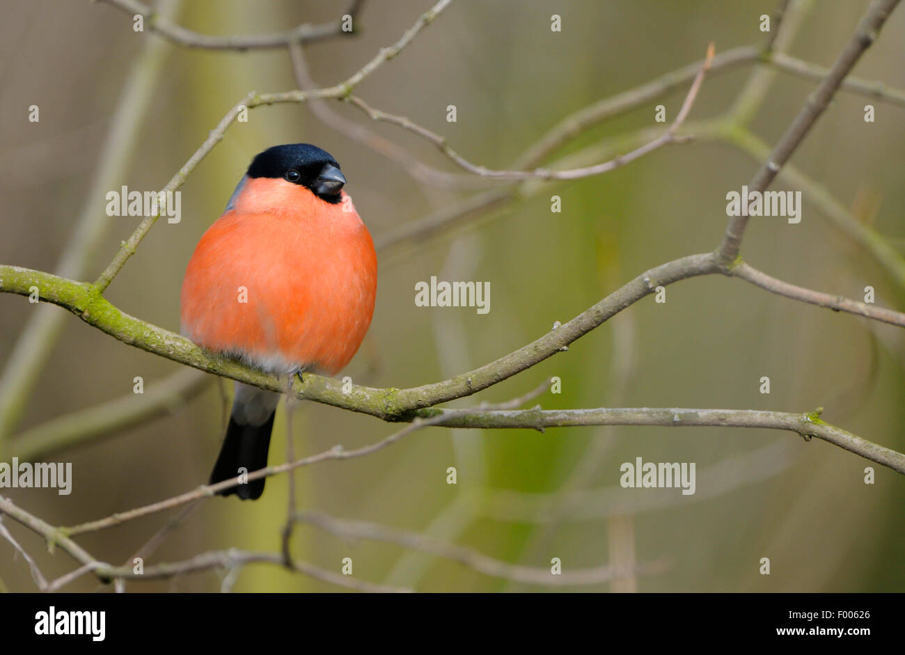 bullfinch, Eurasian bullfinch, northern bullfinch (Pyrrhula pyrrhula ...