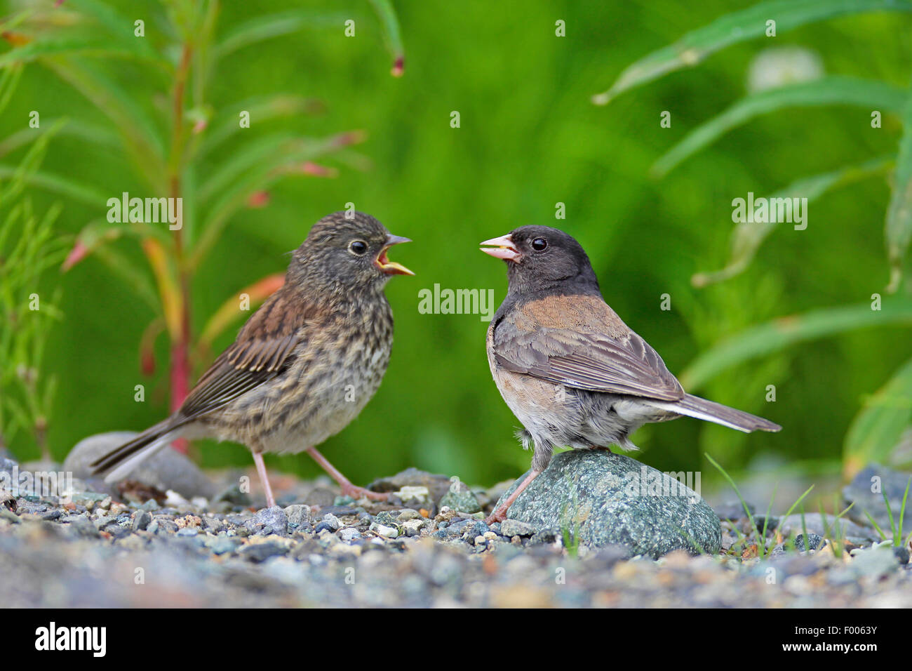 Dark-eyed junco (Junco hyemalis), male with fledgling, Canada ...