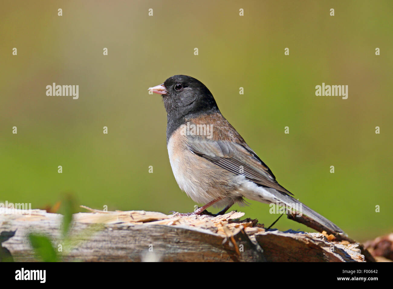 Dark-eyed junco (Junco hyemalis), male sitting on dead wood, Canada ...