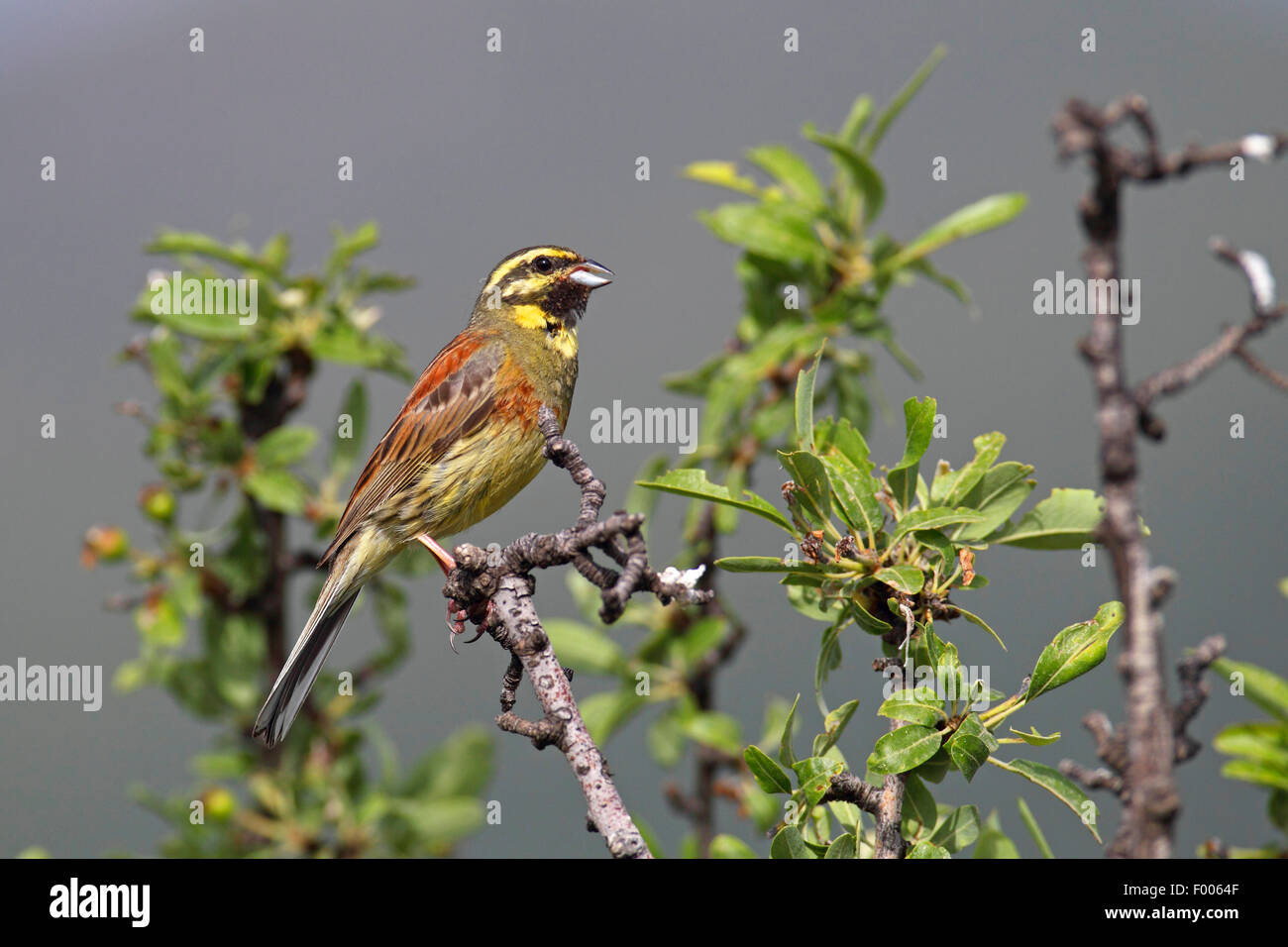 cirl bunting (Emberiza cirlus), male sitting on a twig , Greece, Lesbos ...