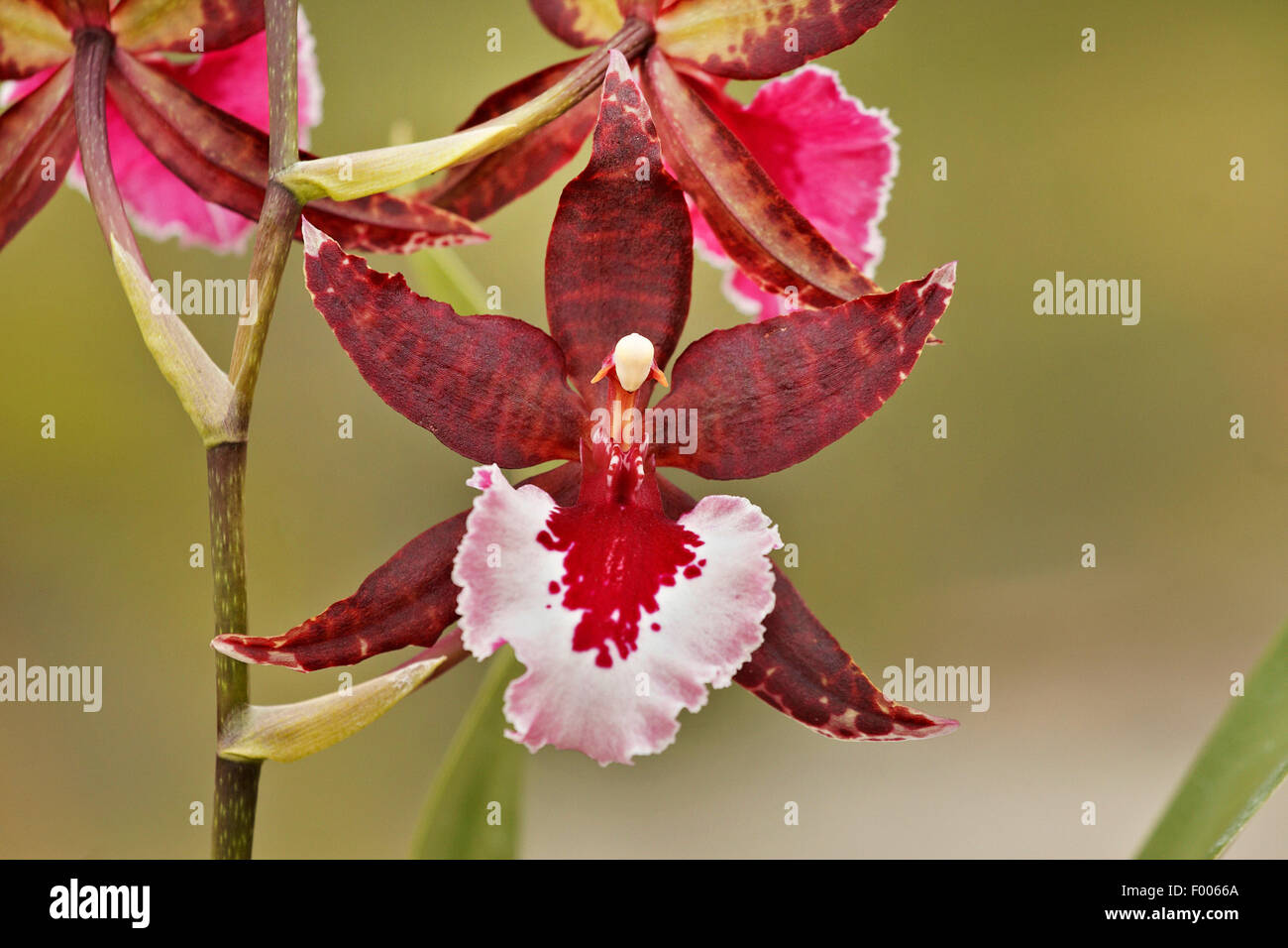 Colmanara (Colmanara 'Masai Red', Colmanara Masai Red), flower Stock ...
