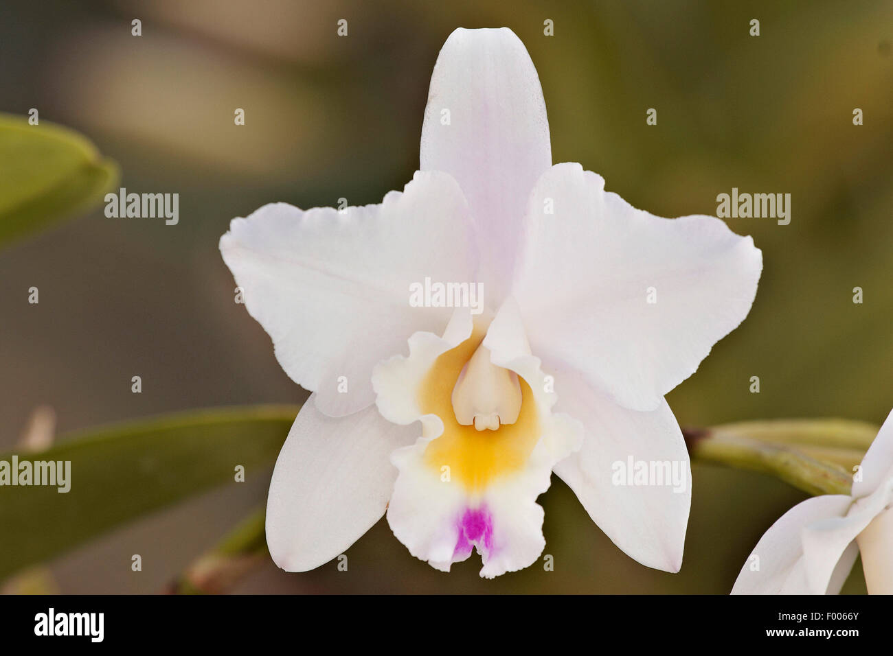 Laeliocattleya (Laeliocattleya Puppy Love True Beauty, Laeliocattleya ...