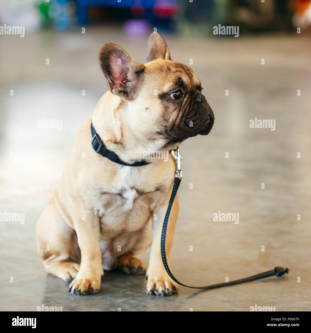 Lost Sad Dog French Bulldog sitting on gray floor Stock Photo - Alamy